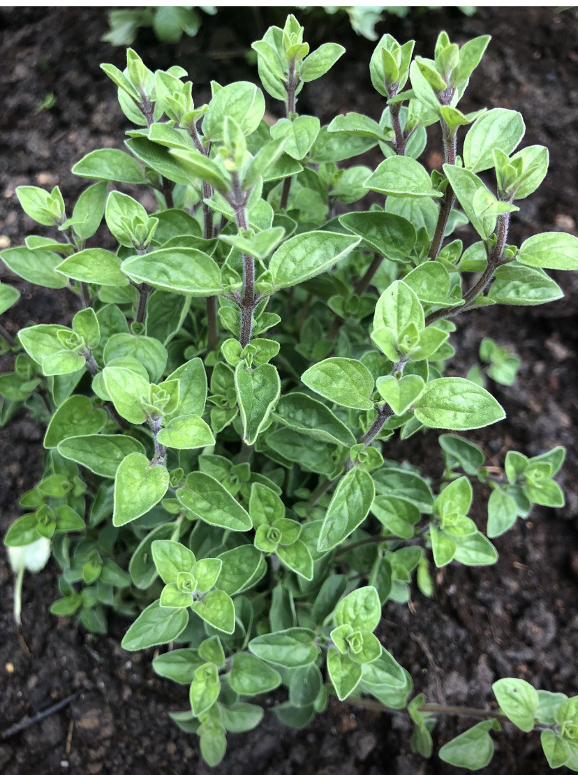 Majoran - Die Pfanne von harecker.de