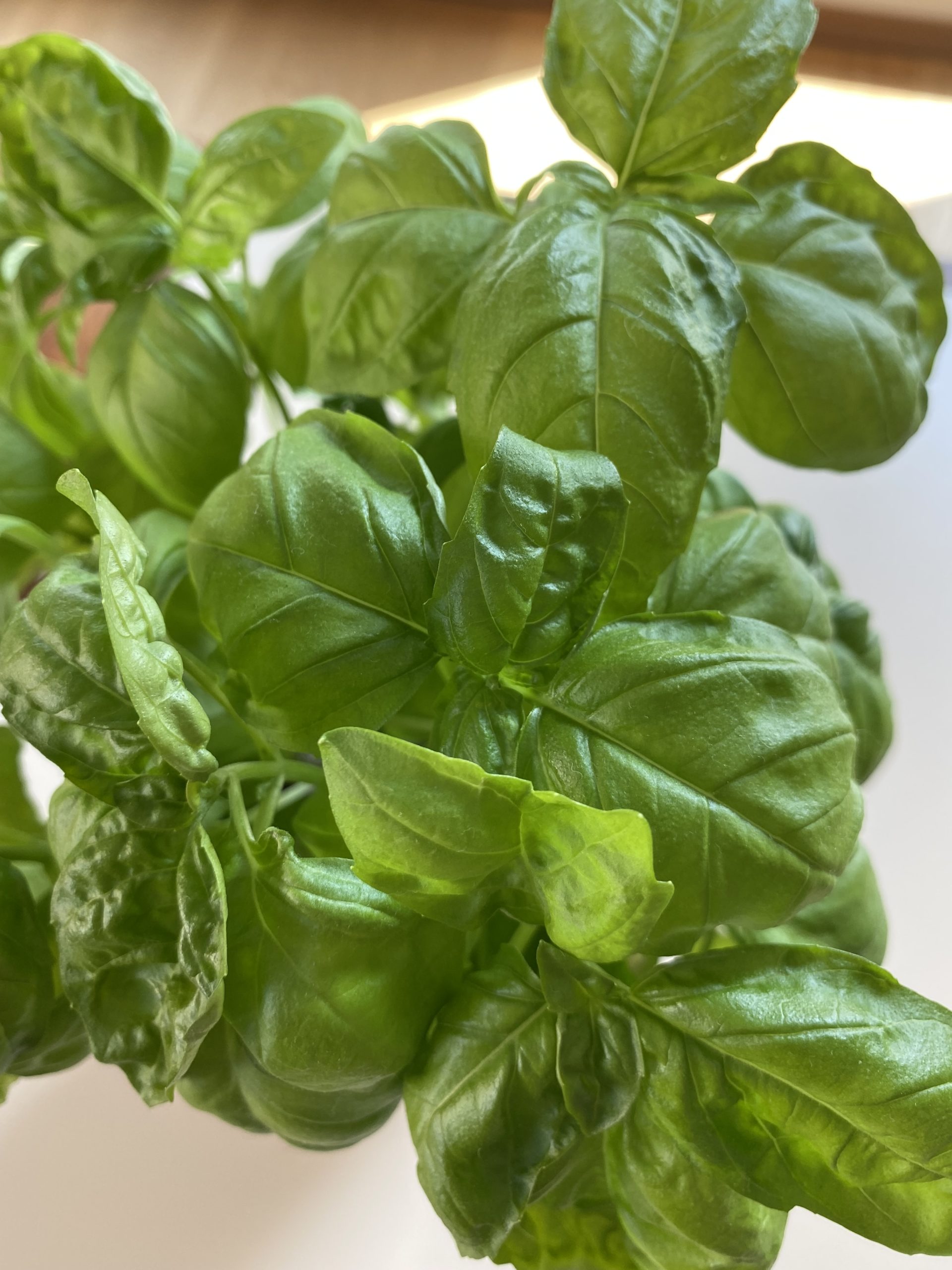 Basilikum - Die Pfanne von harecker.de